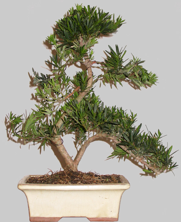 PODOCARPUS Microphylla 16 ans